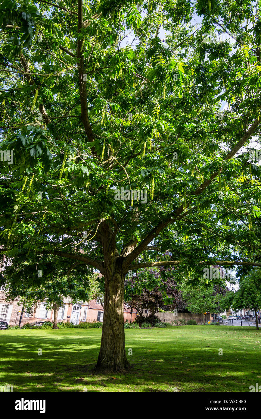 Caucasian walnut hi-res stock photography and images - Alamy