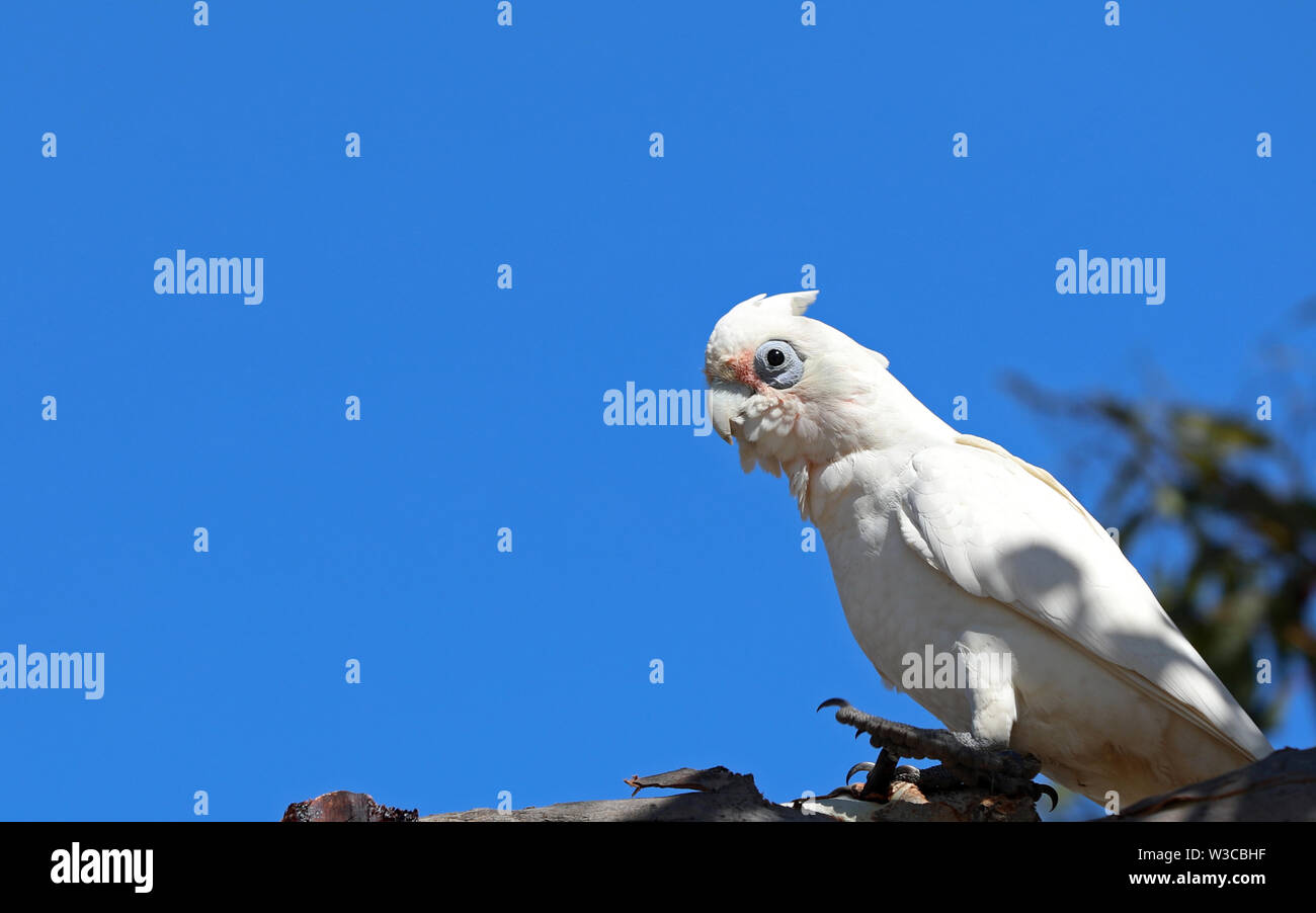 Money tree australia hi-res stock photography and images - Alamy