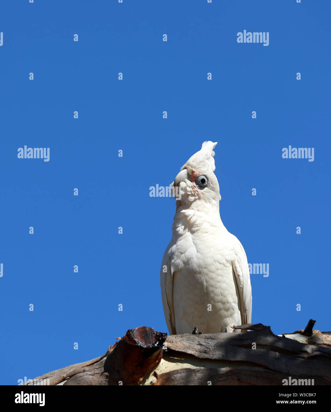 Cockatoo Parrot in Australia Stock Photo - Alamy