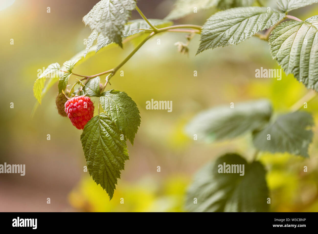 the raspberry in the garden background Stock Photo - Alamy