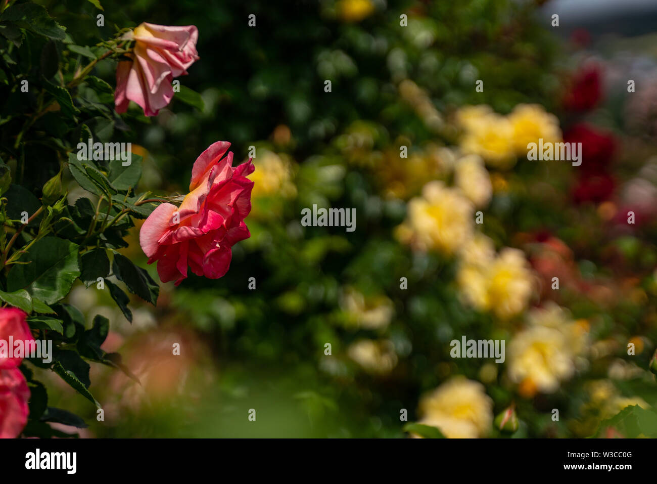 beautiful rose garden with multicolored roses Stock Photo - Alamy
