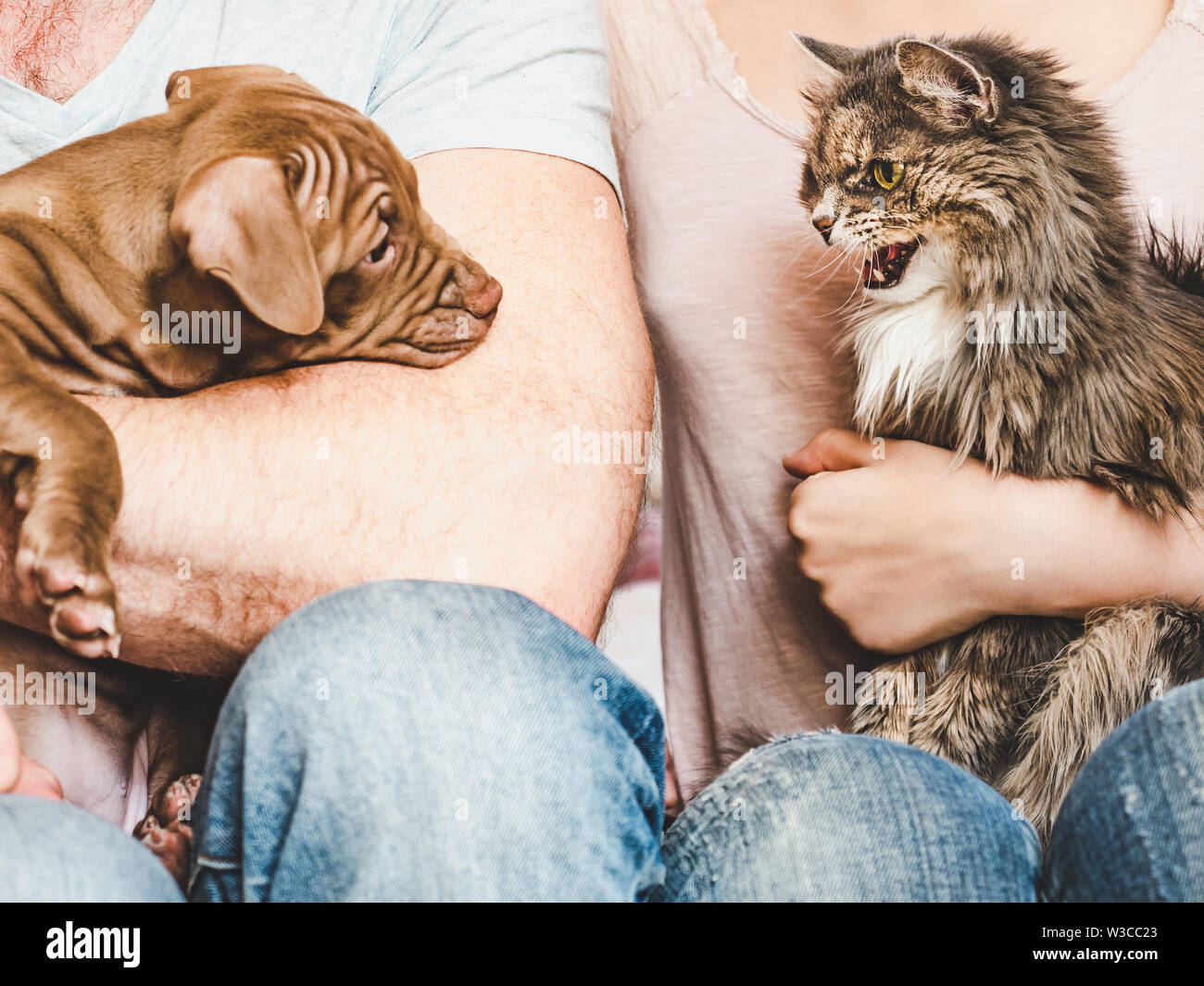 Young, charming puppy and cute cat on the lap of their owners. Close-up ...