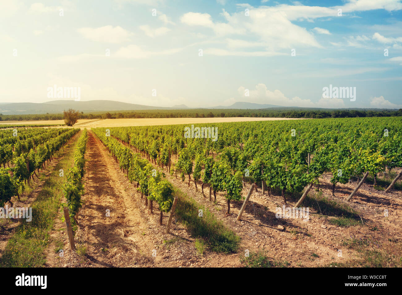 Landscape of vineyard. French countryside valley Stock Photo - Alamy