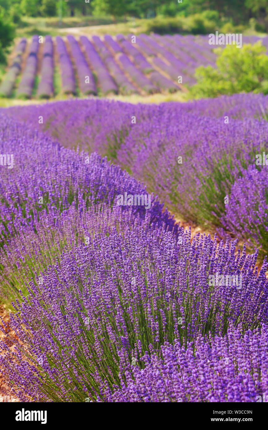 French blooming lavender field against green forest landscape Stock ...
