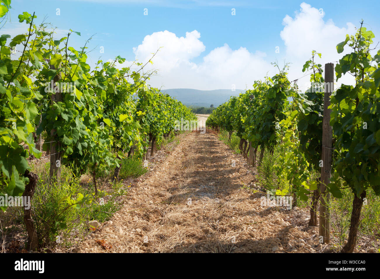 Landscape of vineyard. French countryside valley Stock Photo - Alamy