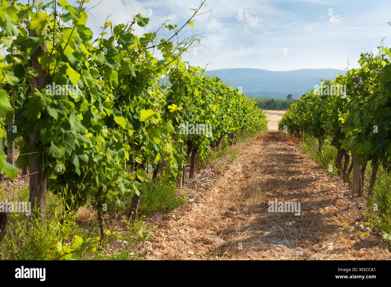 Landscape of vineyard. French countryside valley Stock Photo - Alamy
