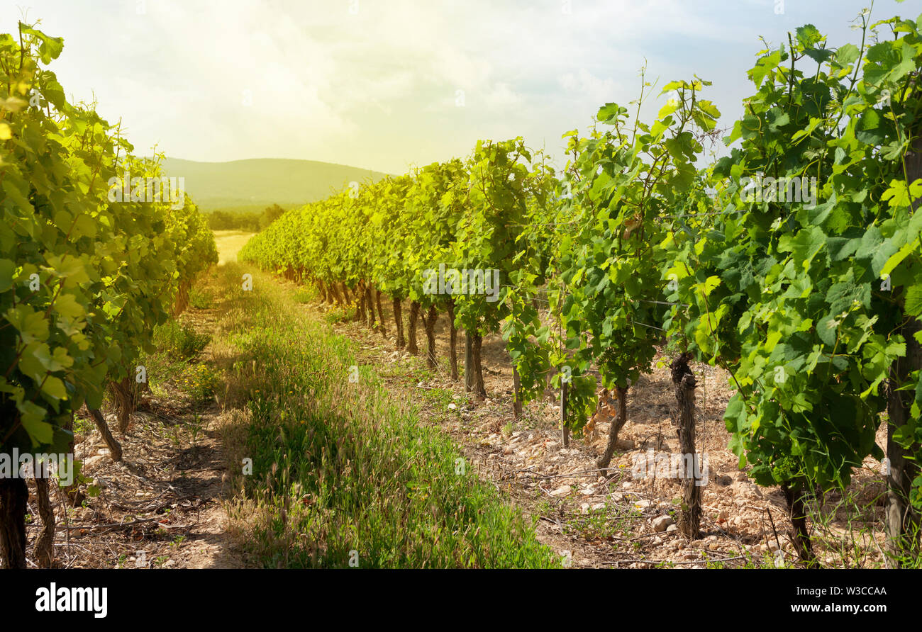 Landscape of vineyard. French countryside valley Stock Photo - Alamy