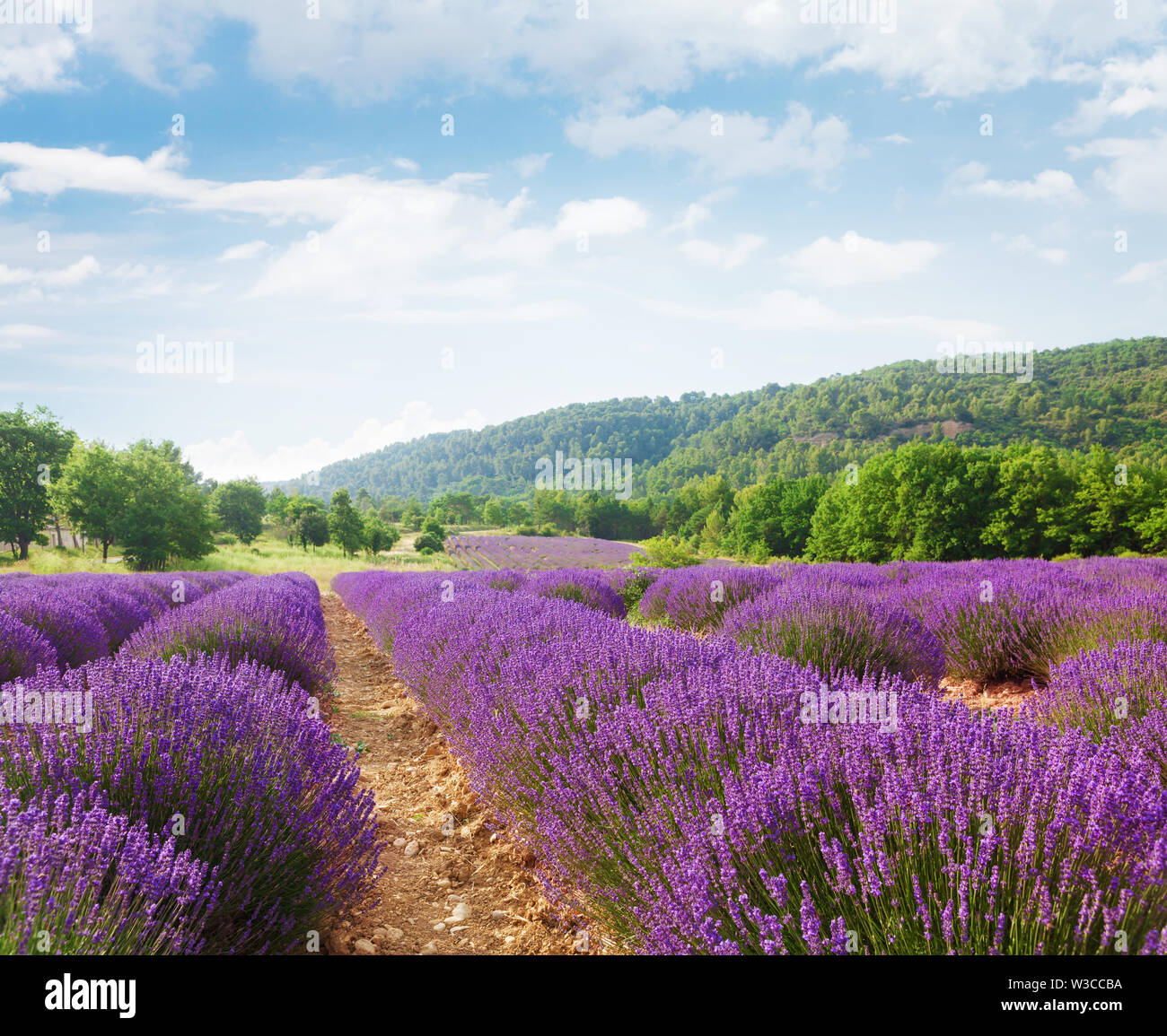 French blooming lavender field against green forest landscape Stock ...