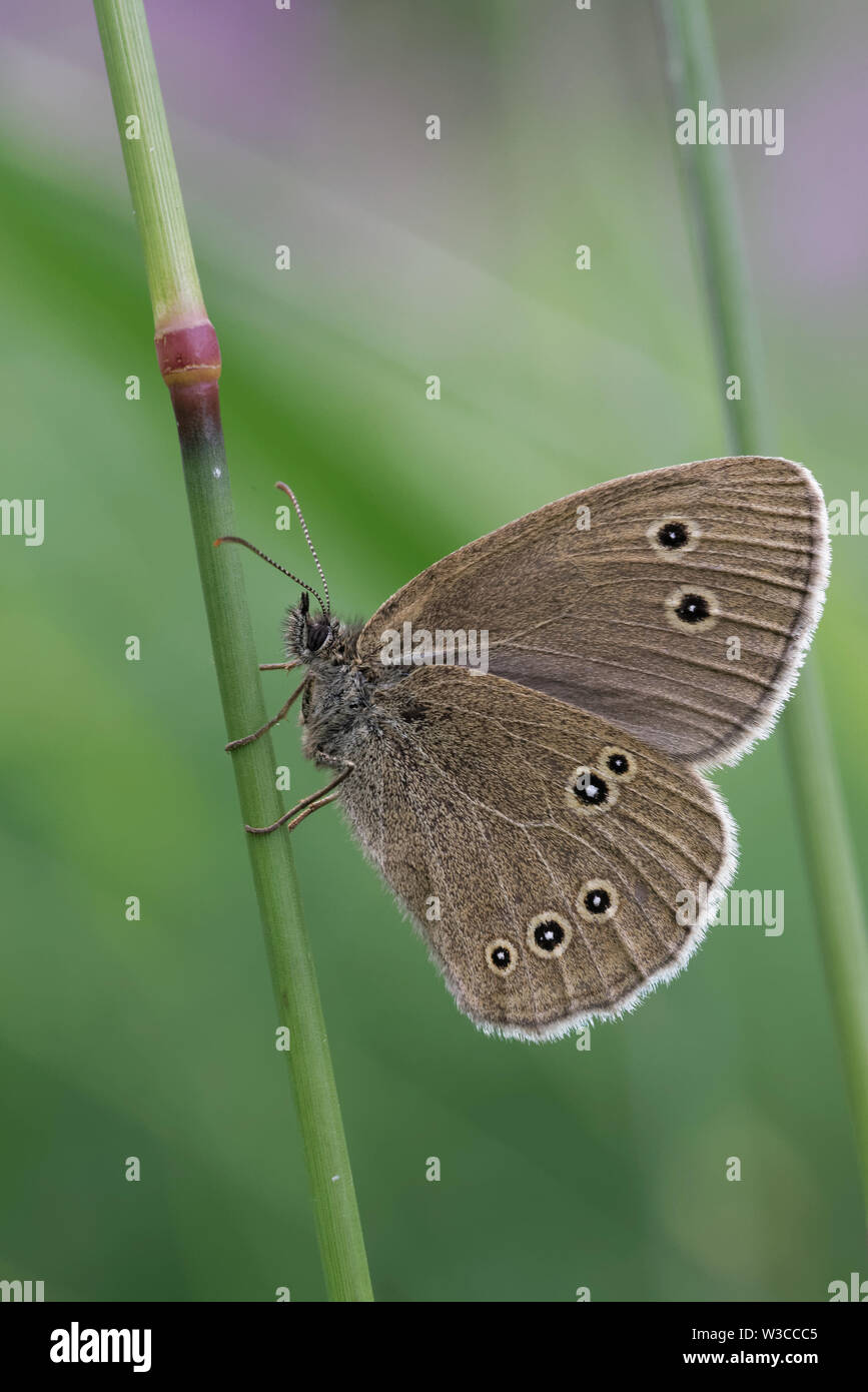 Ringlet (Aphantopus hyperantus) is a butterfly in the family ...