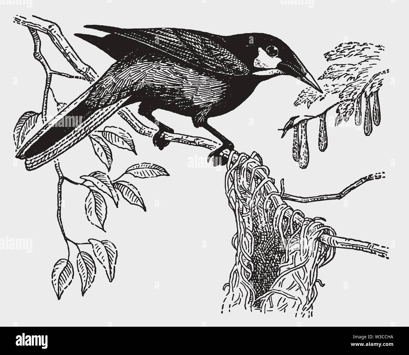 Montezuma oropendola nest Stock Vector Images - Alamy