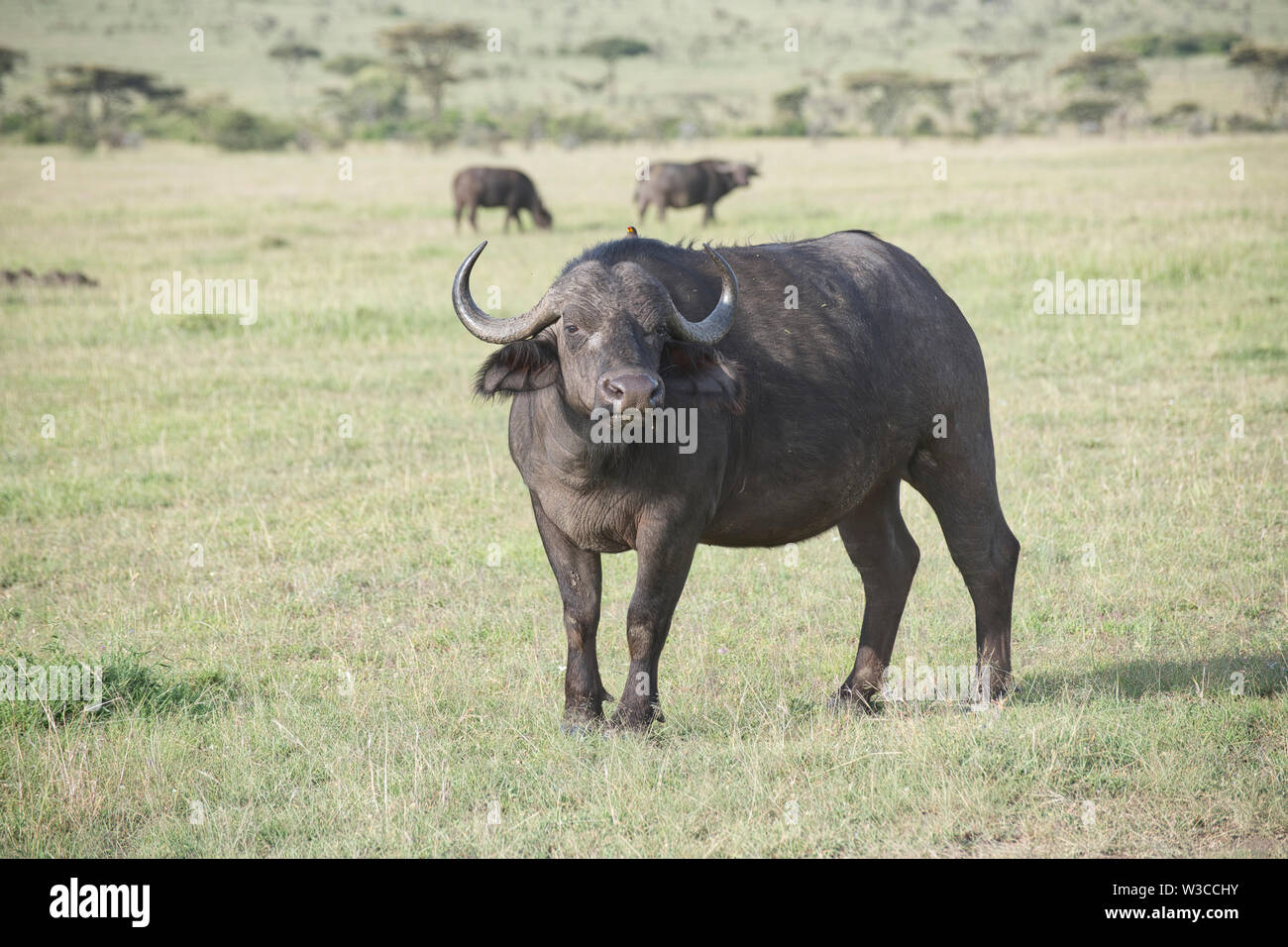African bovidae hi-res stock photography and images - Alamy