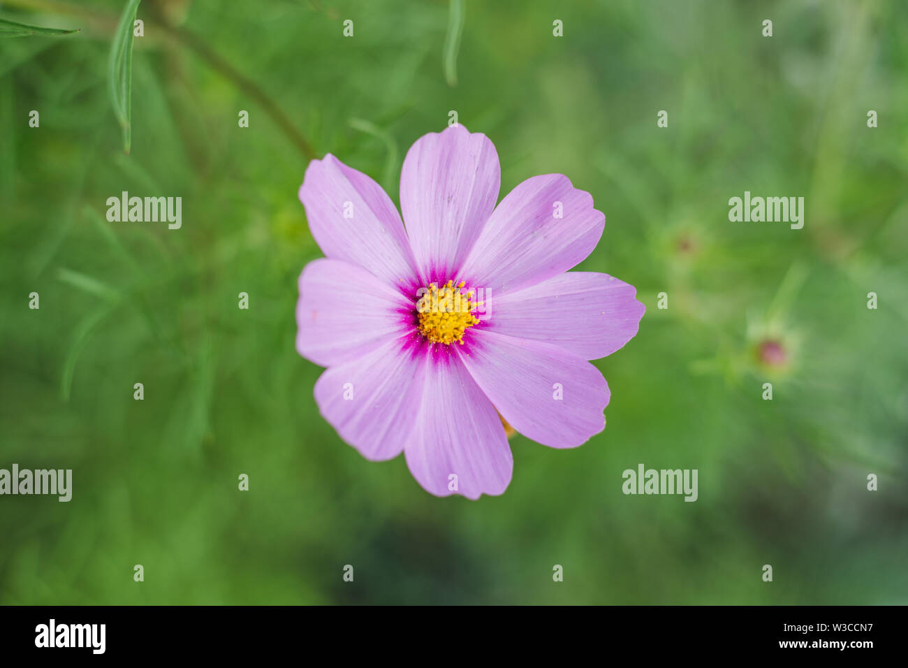 Wild Cosmos flower Stock Photo - Alamy