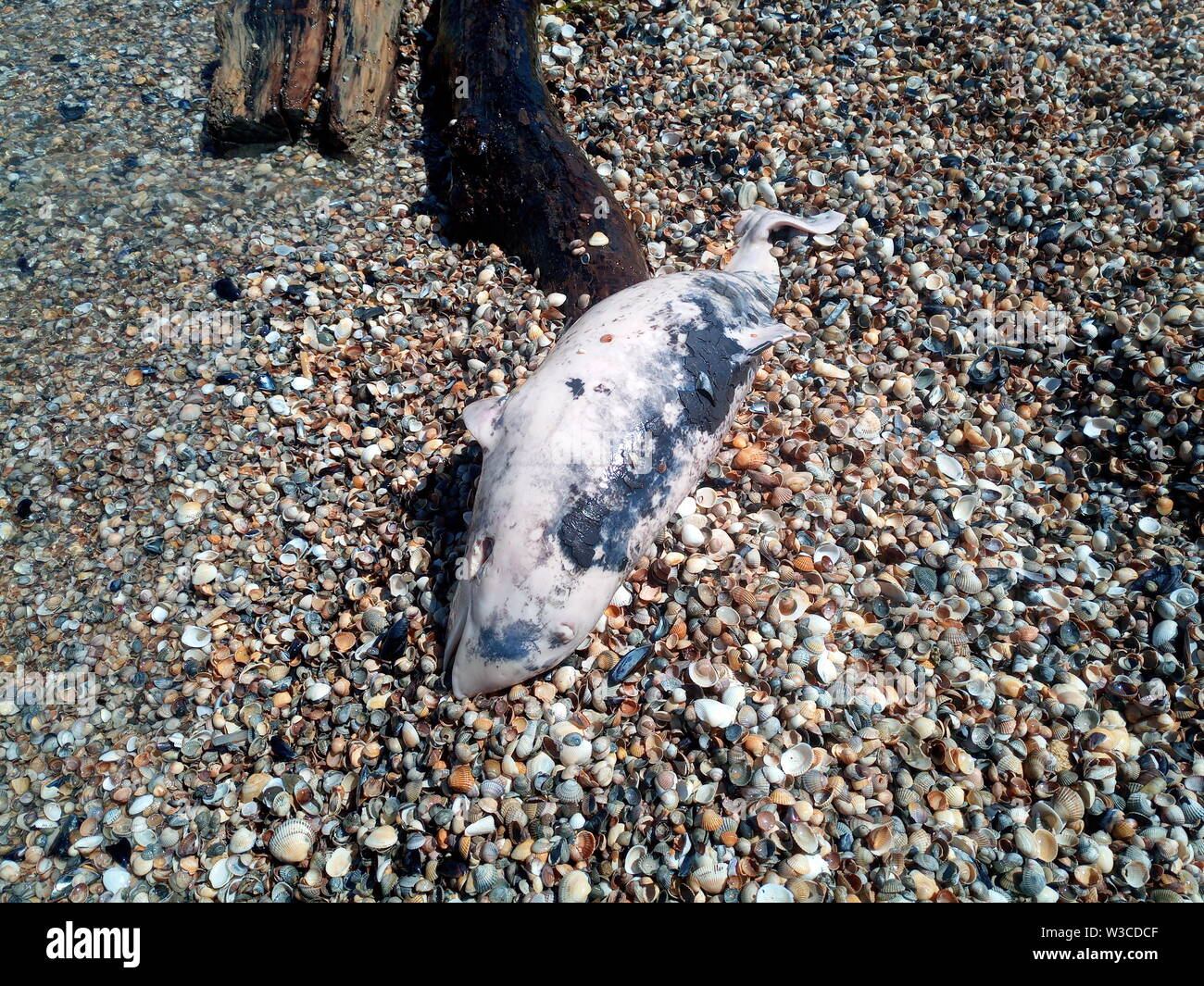 Dead dolphin by the sea. Dead bottlenose dolphin Stock Photo - Alamy