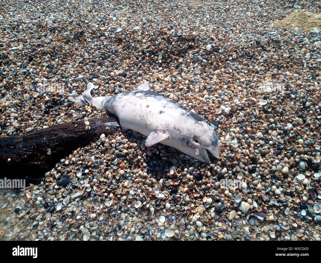 Dead dolphin by the sea. Dead bottlenose dolphin Stock Photo - Alamy