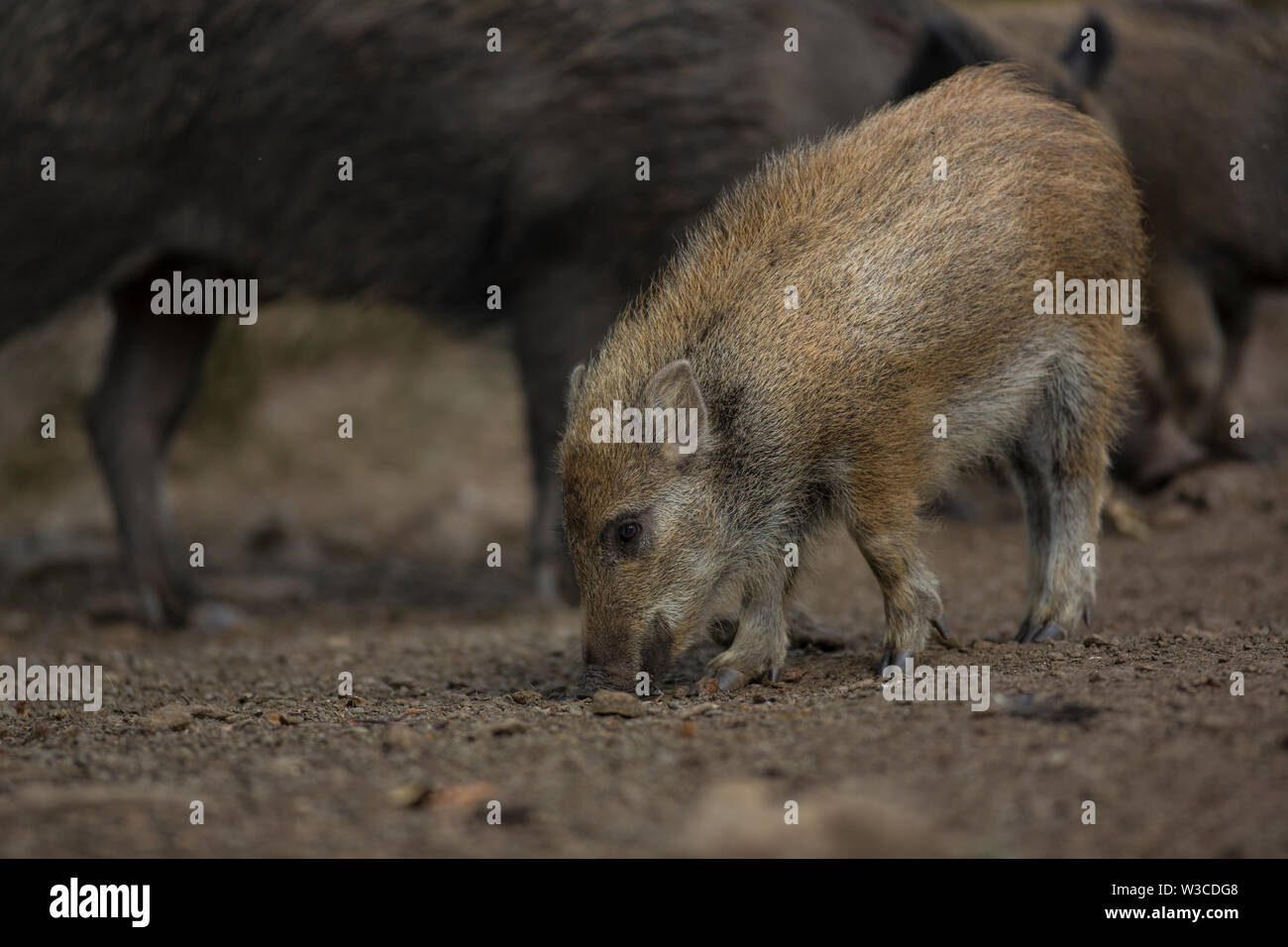 Close up young wild boar Sus scrofa calm piggy looking for nutriment in ...