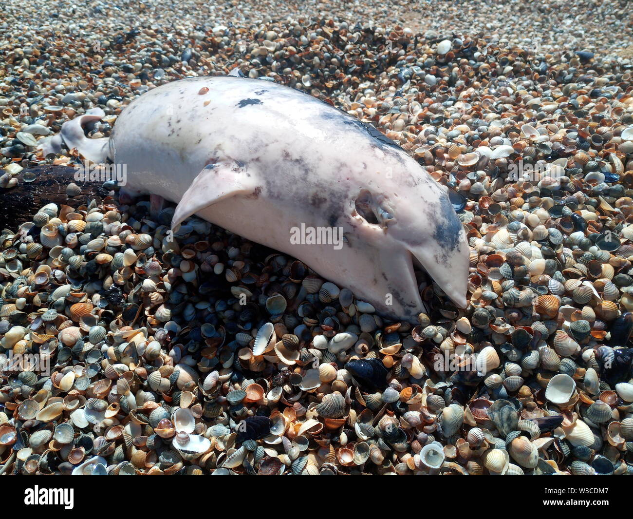 Dead dolphin by the sea. Dead bottlenose dolphin Stock Photo - Alamy