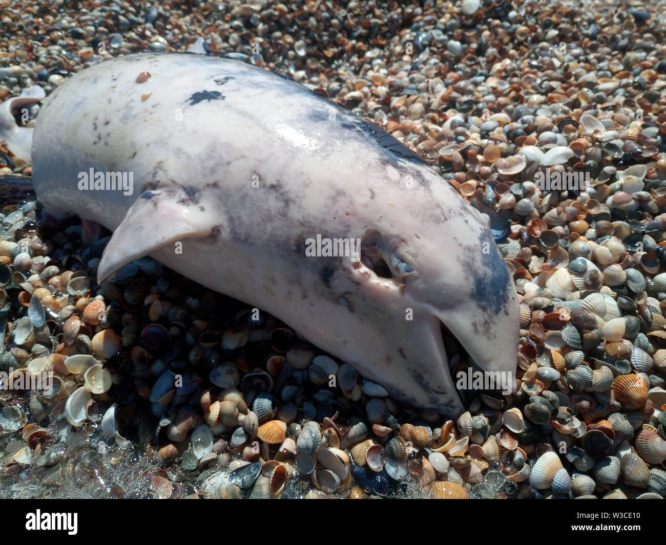 Dead dolphin by the sea. Dead bottlenose dolphin Stock Photo - Alamy