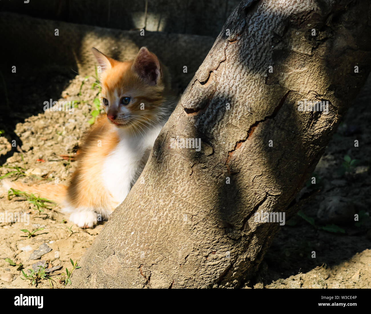 Close up photo of a little cat playing near a tree in the garden Stock ...