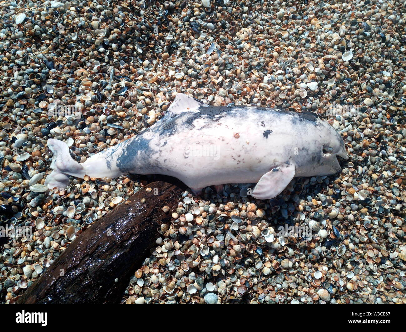 Dead dolphin by the sea. Dead bottlenose dolphin Stock Photo - Alamy