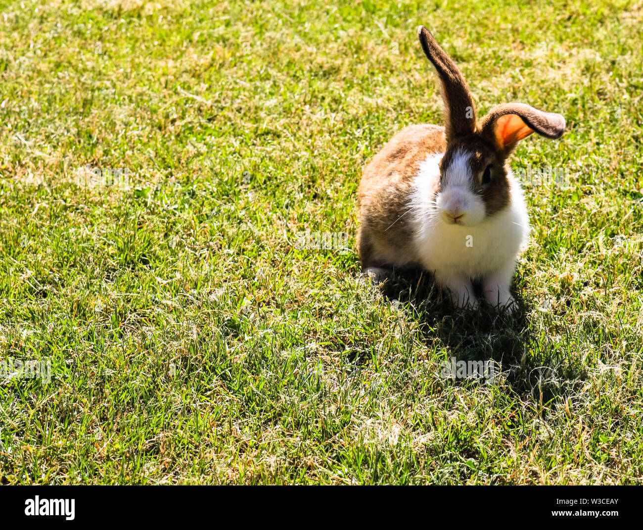 Close up photo of a white and brown rabbit sitting on the grass Stock ...