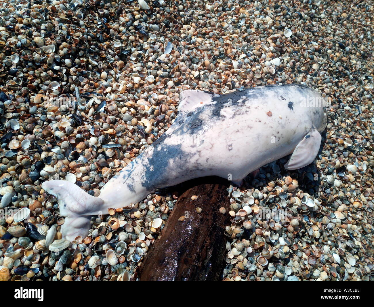 Dead dolphin by the sea. Dead bottlenose dolphin Stock Photo - Alamy