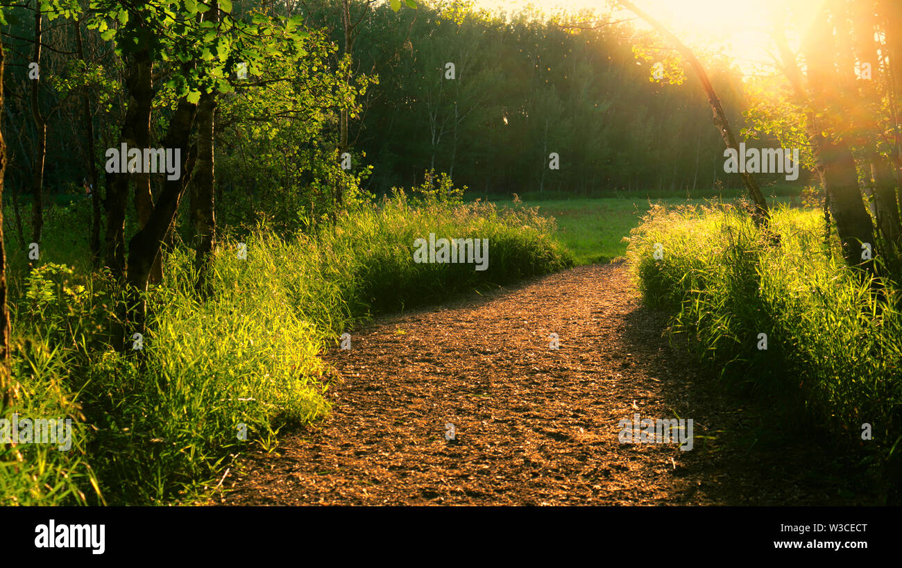 A beautiful trail with trees and a sunset Stock Photo - Alamy