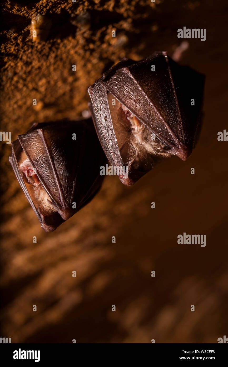 Close up two small sleeping horseshoe bat covered by wings, hanging ...