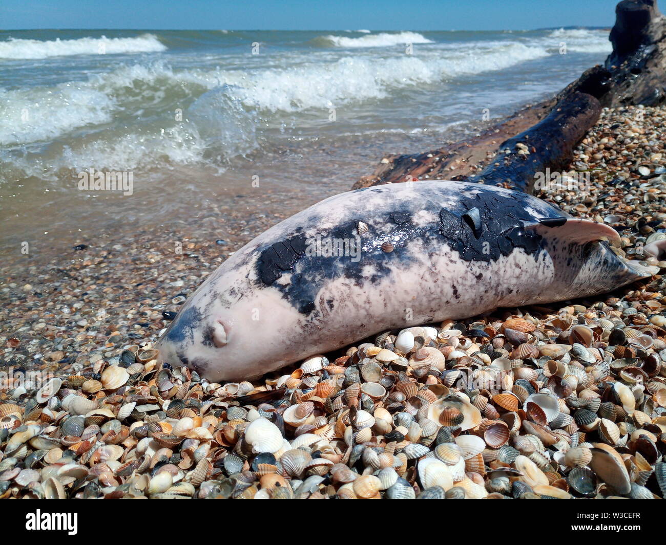Dead dolphin by the sea. Dead bottlenose dolphin Stock Photo - Alamy