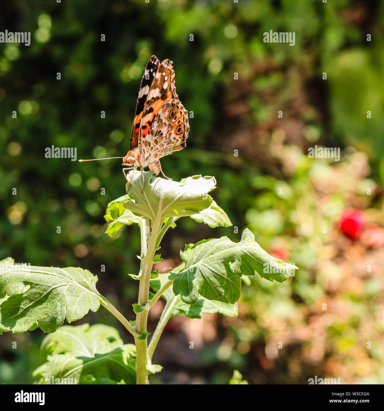 Crazy butterfly hi-res stock photography and images - Alamy