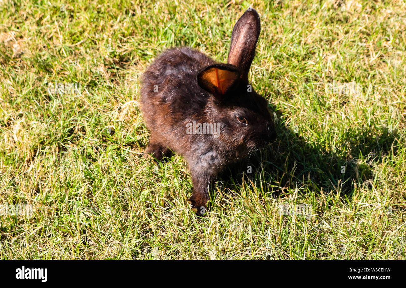 Black rabbit running in the yard Stock Photo - Alamy