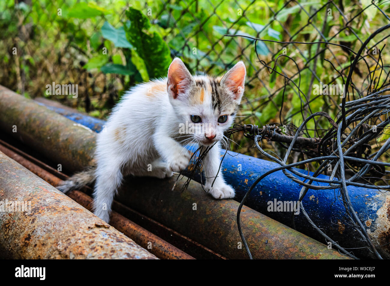 Little cat playing iron hi-res stock photography and images - Alamy
