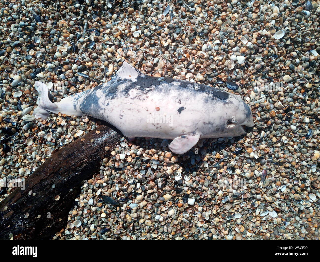 Dead dolphin by the sea. Dead bottlenose dolphin Stock Photo - Alamy