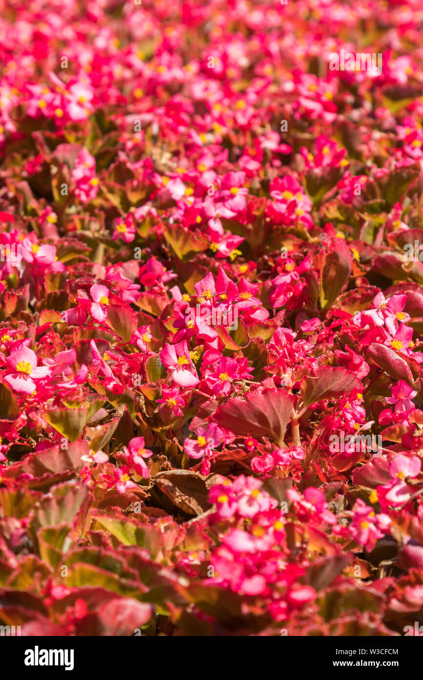 Flowers with red leaves. background. vertical photo Stock Photo - Alamy
