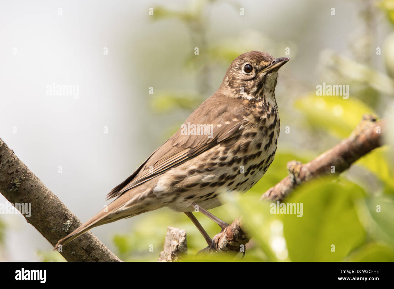 Juvenile song thrush hi-res stock photography and images - Alamy