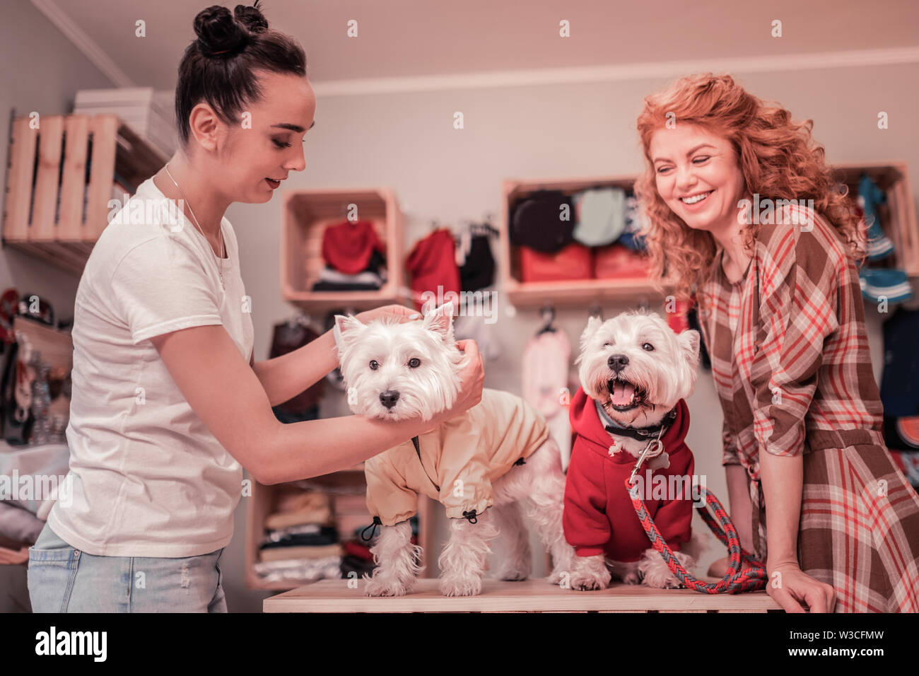 Choosing clothing. Shop assistant of pet shop helping woman choosing ...