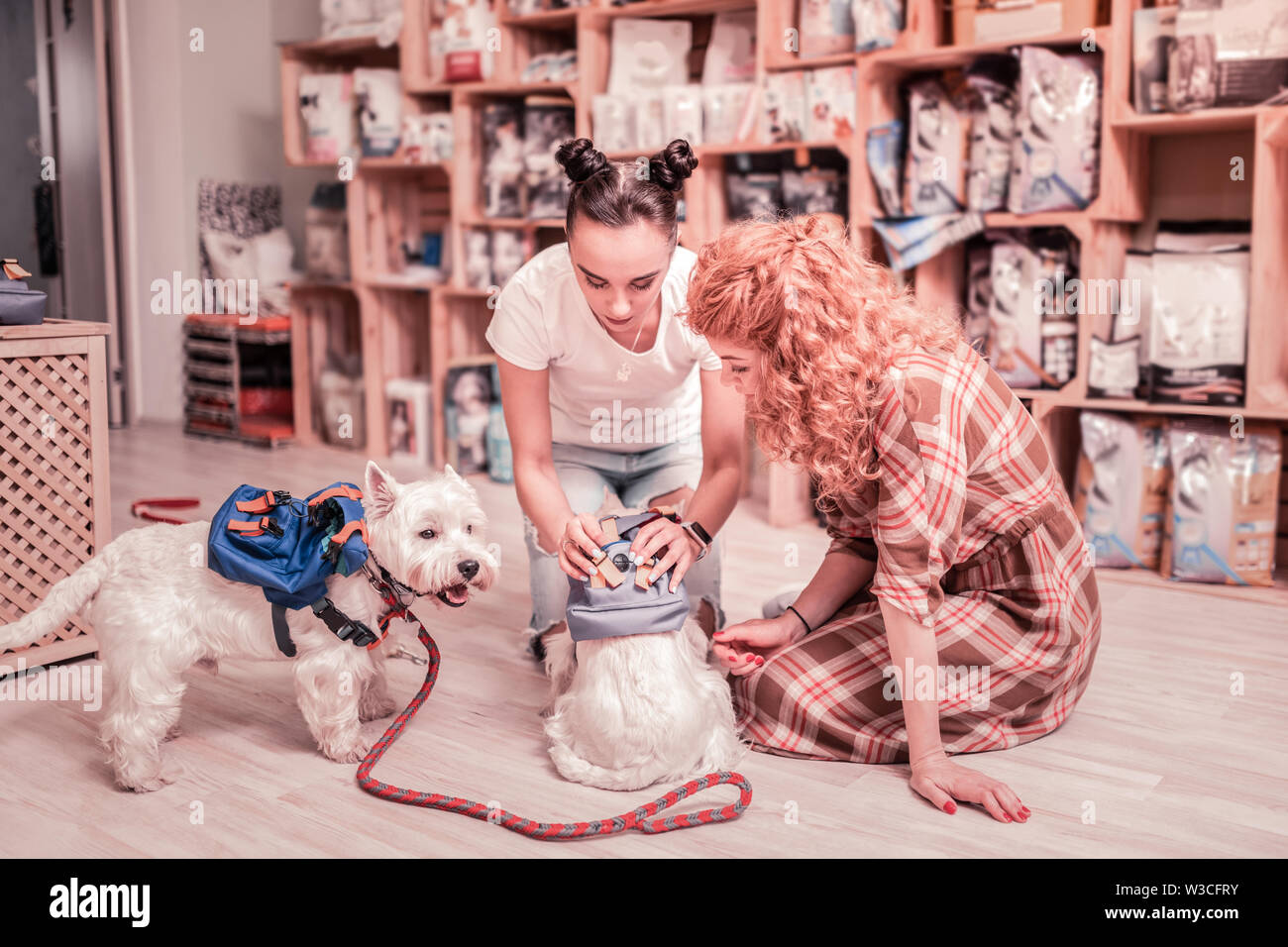 Showing special clothing. Dark-haired shop assistant of pet shop ...