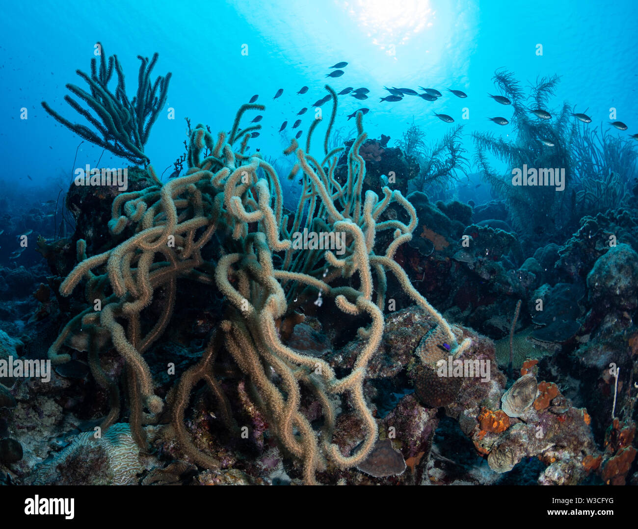 Gorgonacea hi-res stock photography and images - Alamy