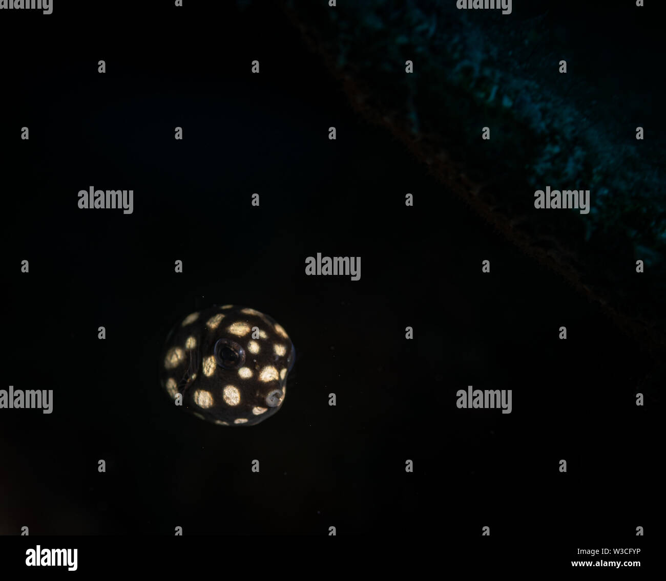 Juvenile trunkfish hi-res stock photography and images - Alamy