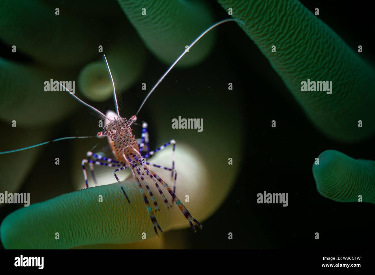 Spotted cleaner shrimp (Periclimenes yucatanicus) in an anenome on the ...