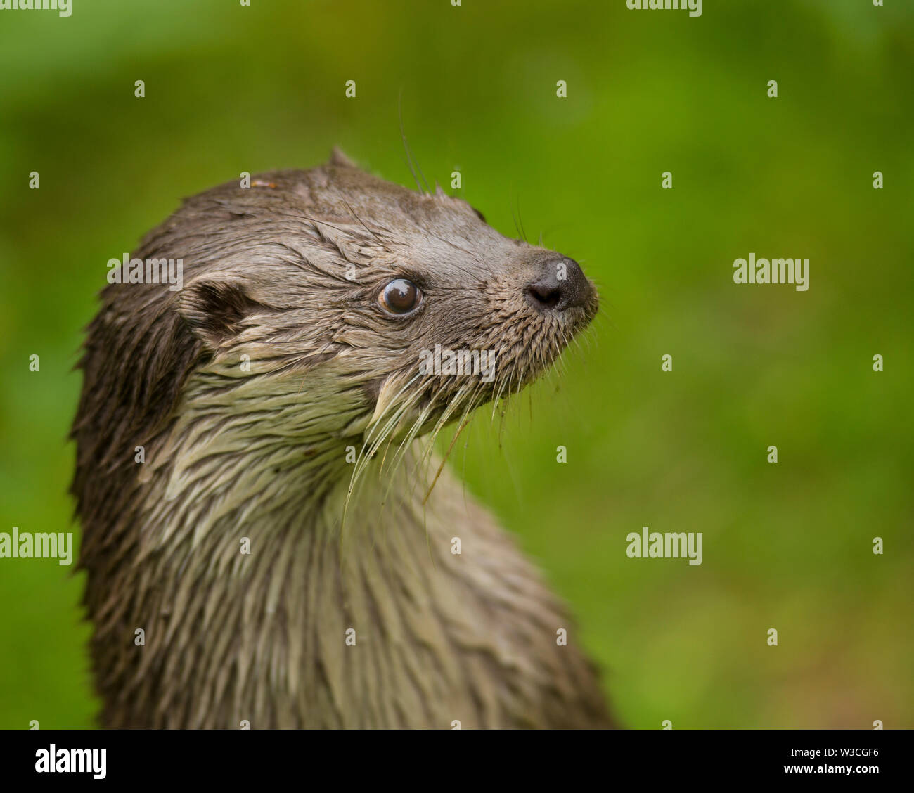 Close up Cute otter Lutra lutra on great stone with brown wet fur ...