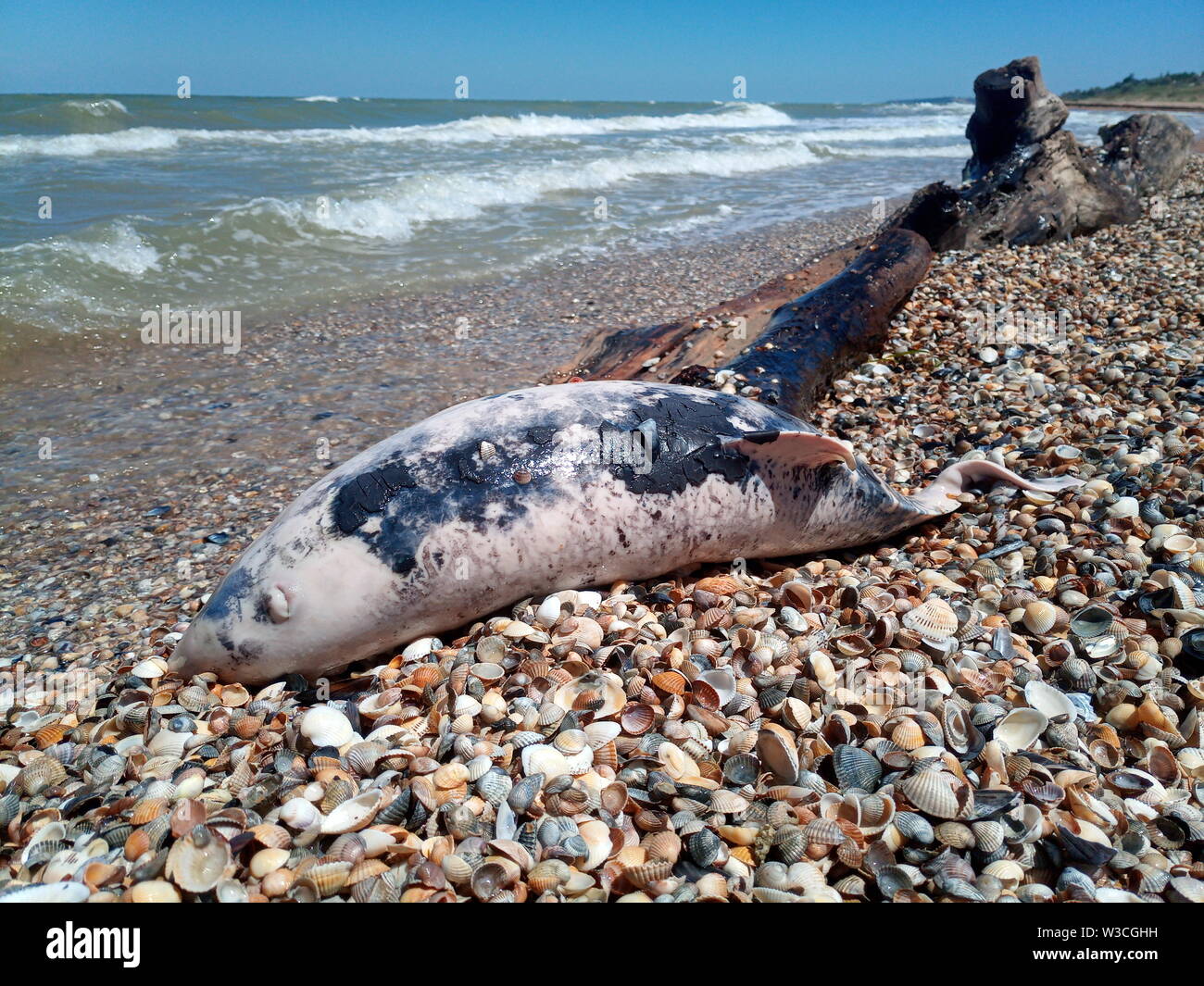 Dead dolphin by the sea. Dead bottlenose dolphin Stock Photo - Alamy