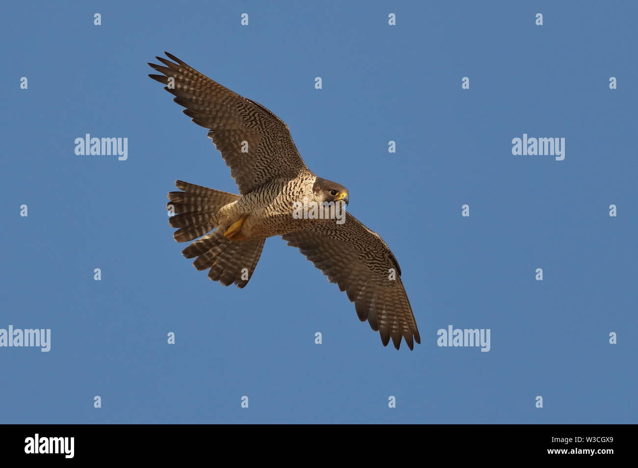 Peregrine falcon stoop hi-res stock photography and images - Alamy
