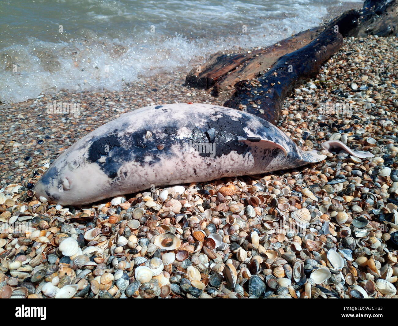 Dead dolphin by the sea. Dead bottlenose dolphin Stock Photo - Alamy