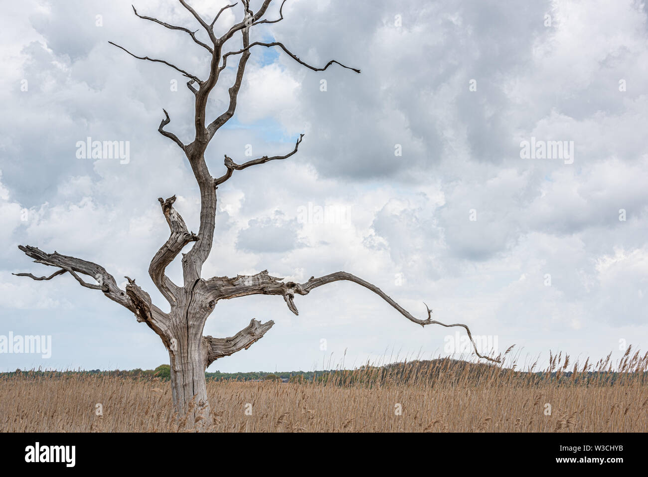 Iken oak tree (old dead oak tree in the River Alde reed marshes in ...