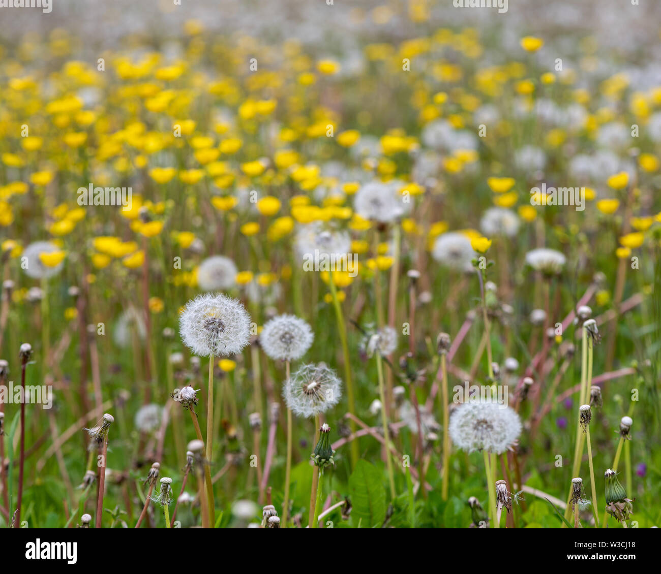 Summer wildflowers wild flowers hi-res stock photography and images - Alamy