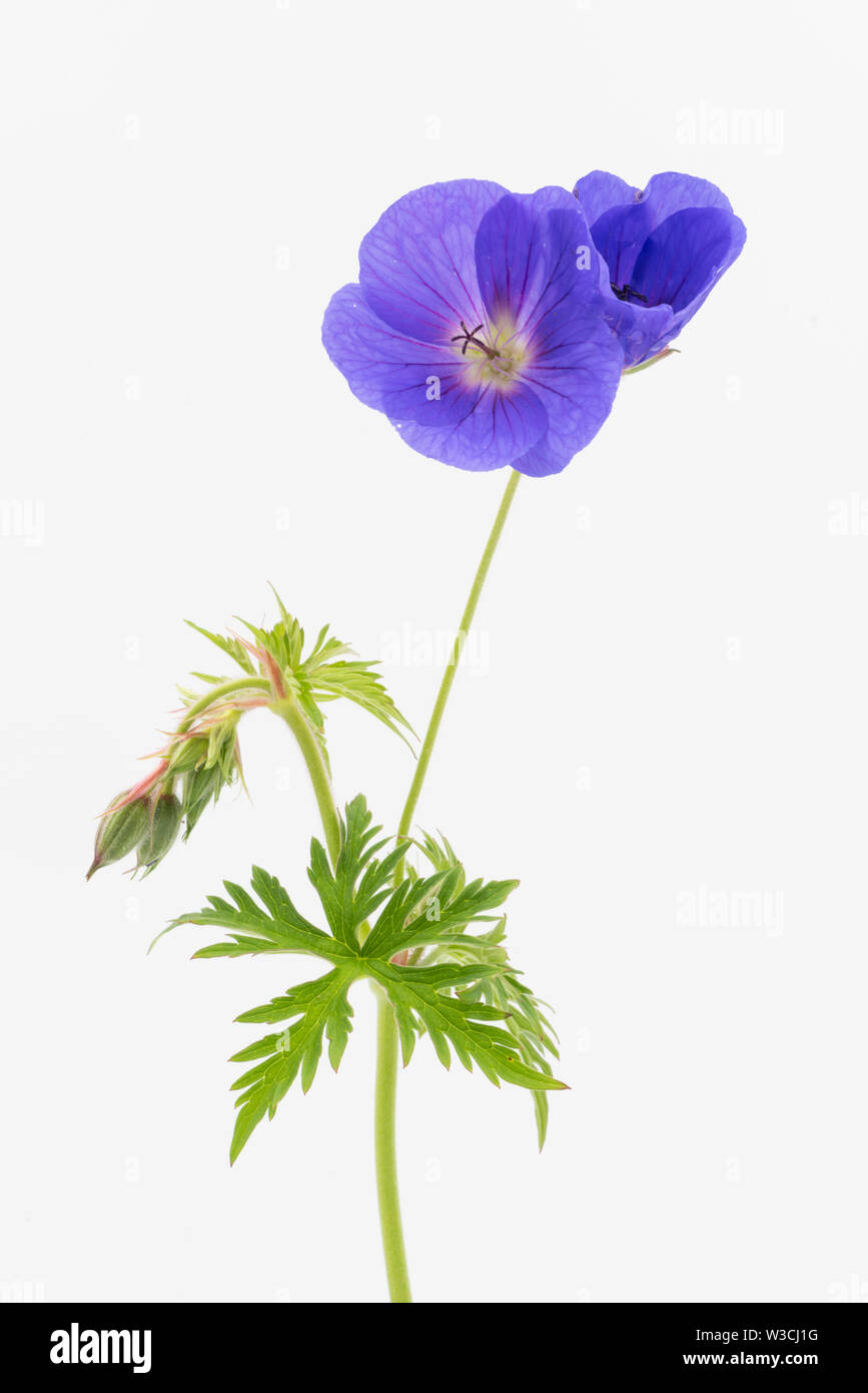 Study flower Cut Out Stock Images & Pictures - Alamy