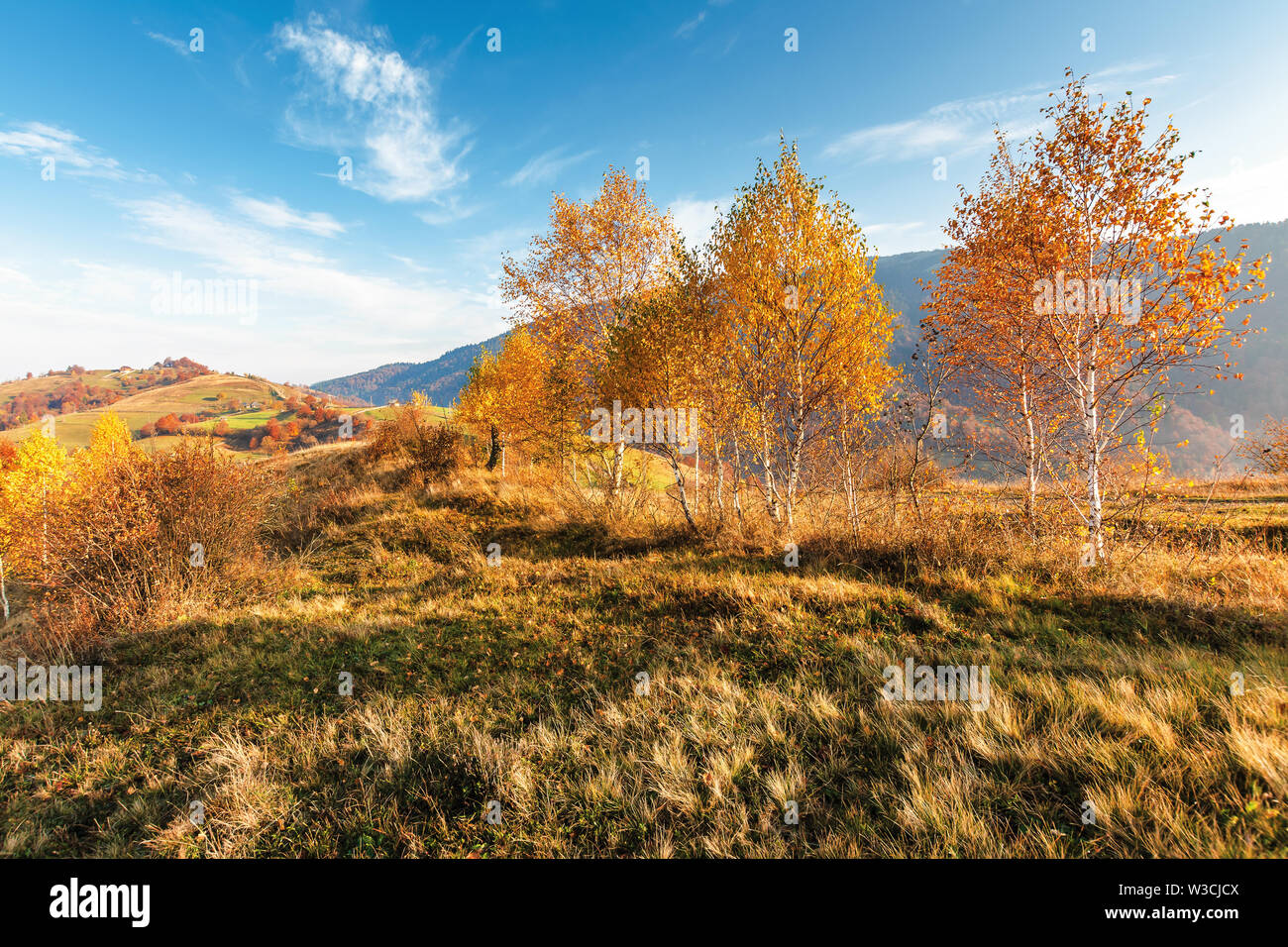 birch trees on the meadow in mountains. beautiful autumn landscape ...
