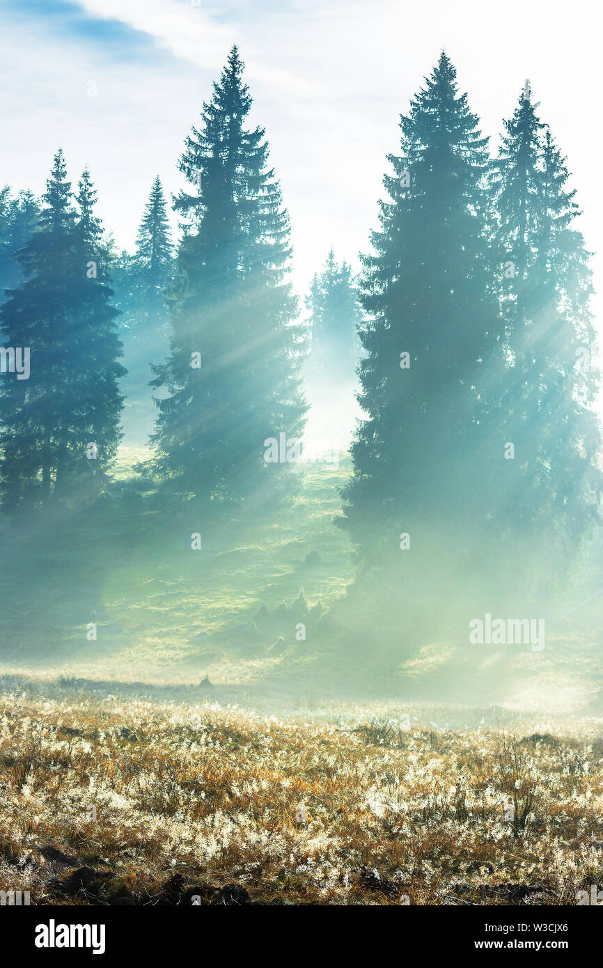 sun rays breaking through the fog in spruce forest. beautiful nature ...