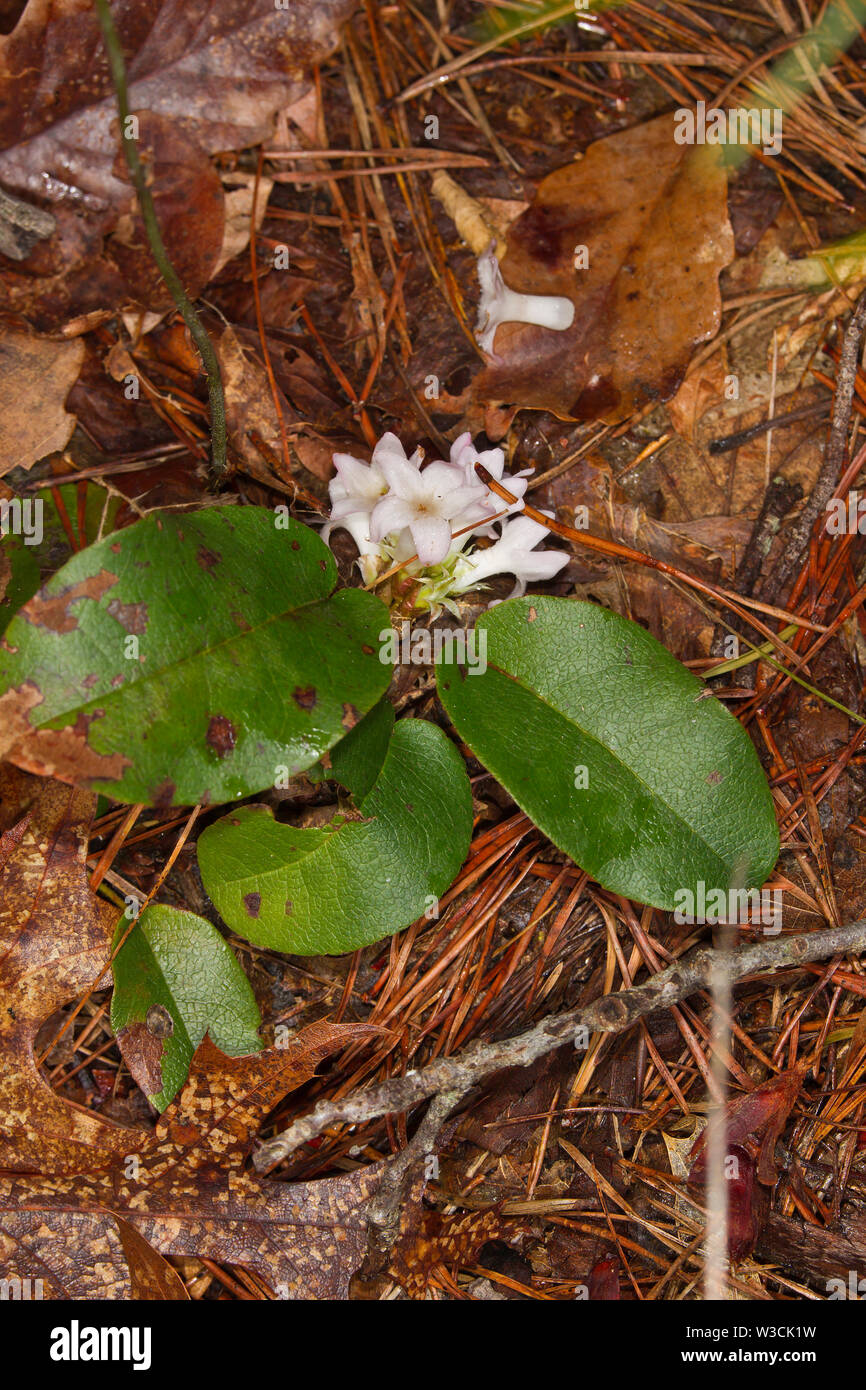 Trailing Arbutus High Resolution Stock Photography and Images - Alamy