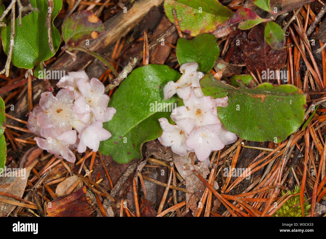 Trailing Arbutus High Resolution Stock Photography and Images - Alamy